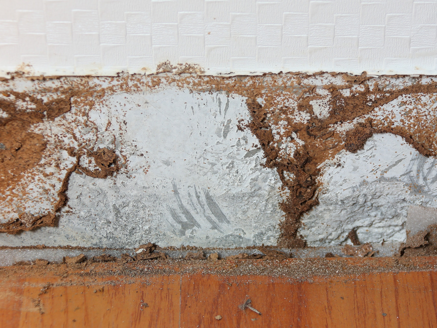 Wood Destroying Insects | Hendersonville, Morganton, Asheville NC ...